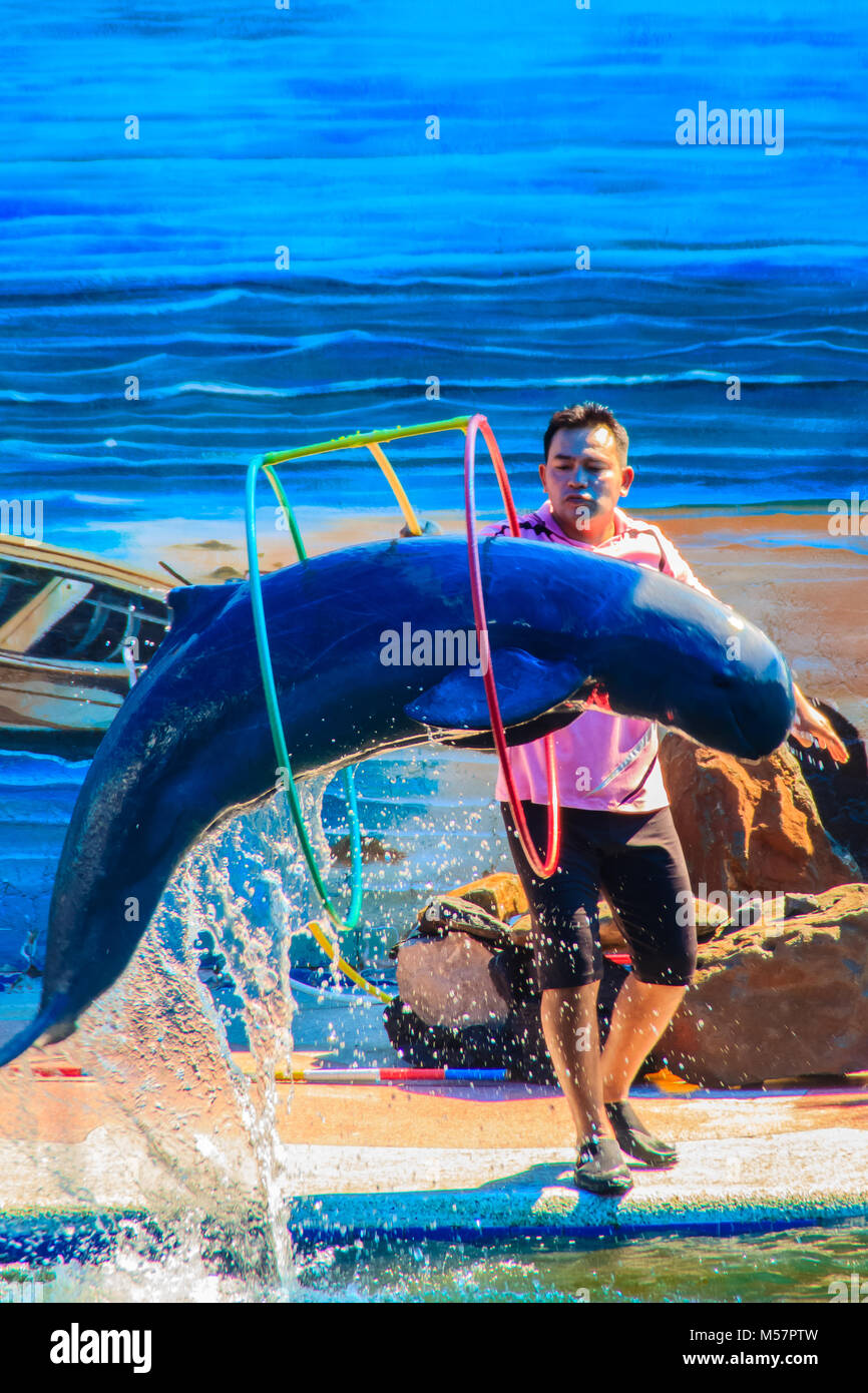 Chanthaburi, Thailand - May 5, 2015: Trainer is teaching dolphin to ...