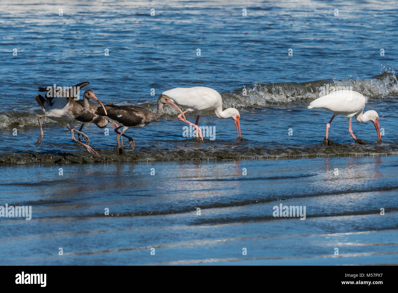 Two adult white ibis and their young ones walk along the shore of Playa ...