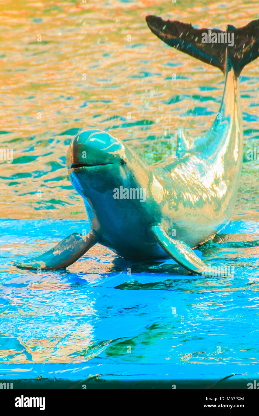 Irrawaddy Dolphin