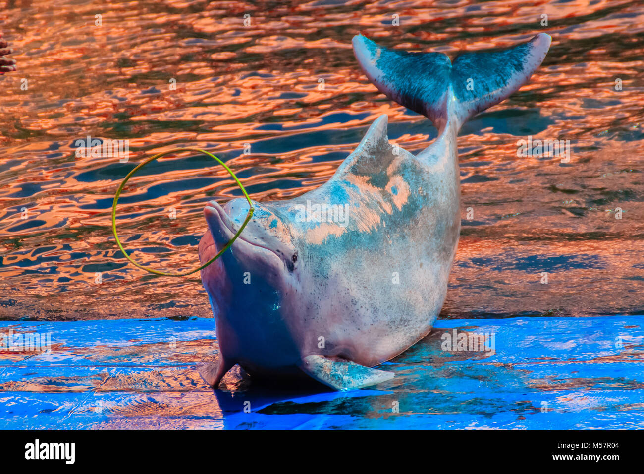 Rosa Albino Delfin Pink River Dolphin Posters For Sale | Redbubble
