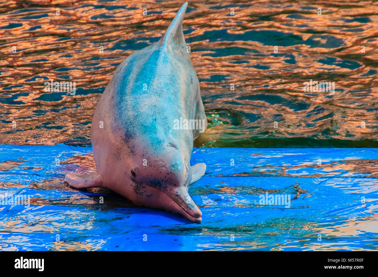Cute Indo-Pacific humpback dolphin (Sousa chinensis) ,or Pink dolphin ...