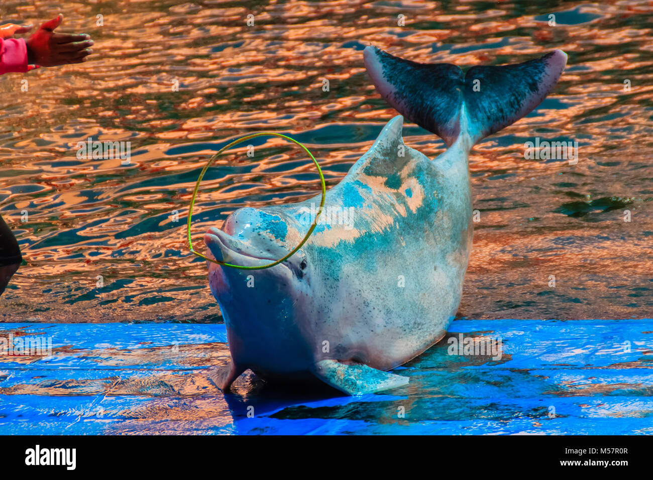 Cute Indo-Pacific humpback dolphin (Sousa chinensis) ,or Pink dolphin ...