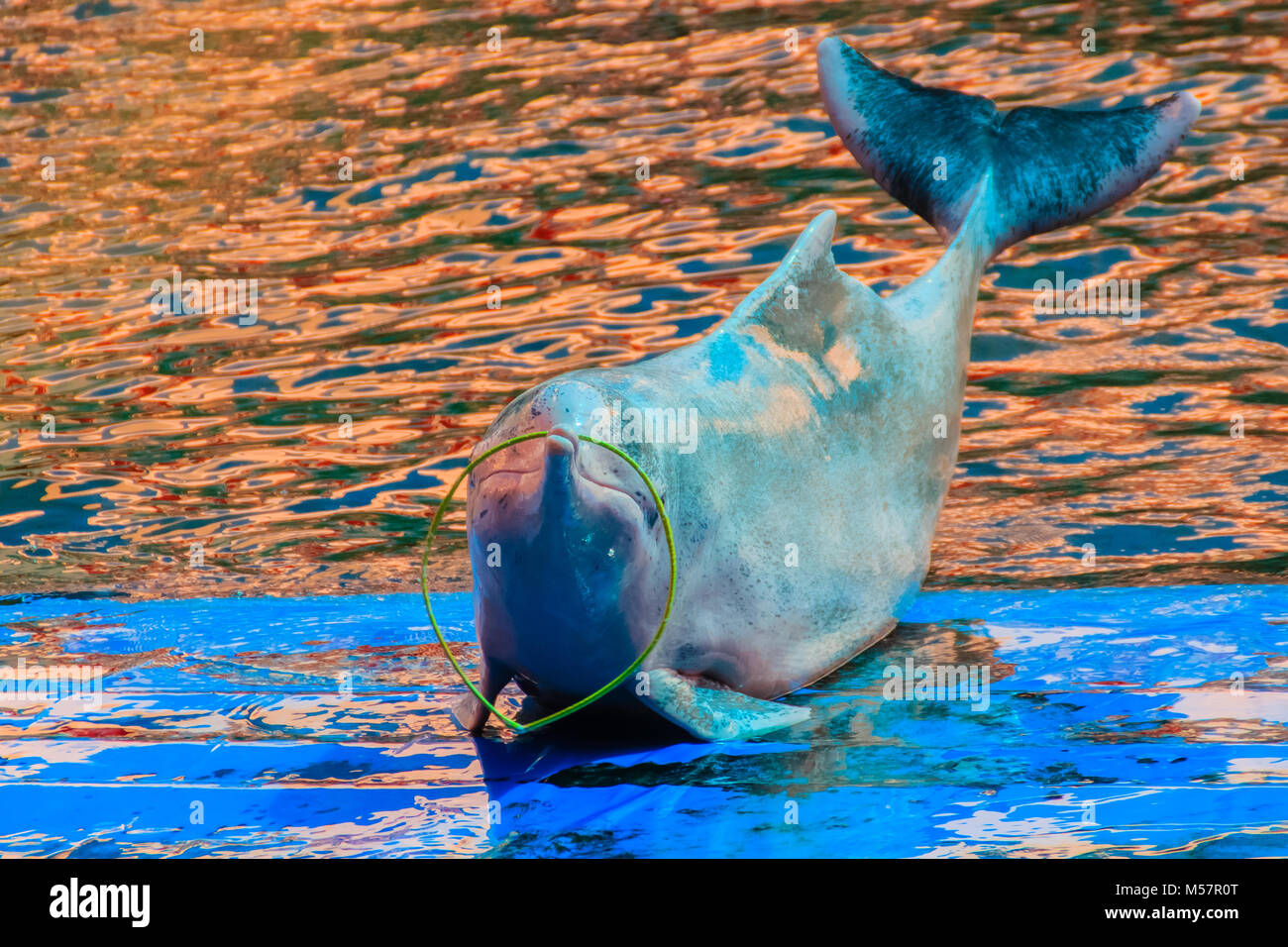 Cute Indo-Pacific humpback dolphin (Sousa chinensis) ,or Pink dolphin ...