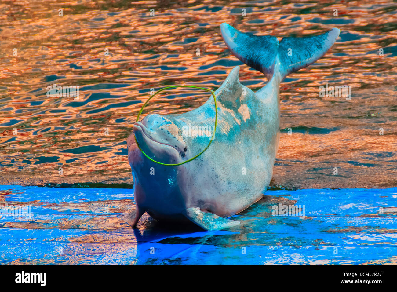 Cute Indo-Pacific humpback dolphin (Sousa chinensis) ,or Pink dolphin ...