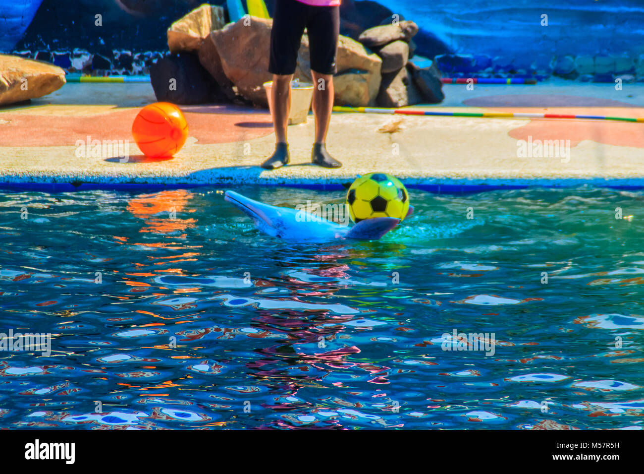 Cute dolphin is playing ball and dancing shows in the swimming pool ...