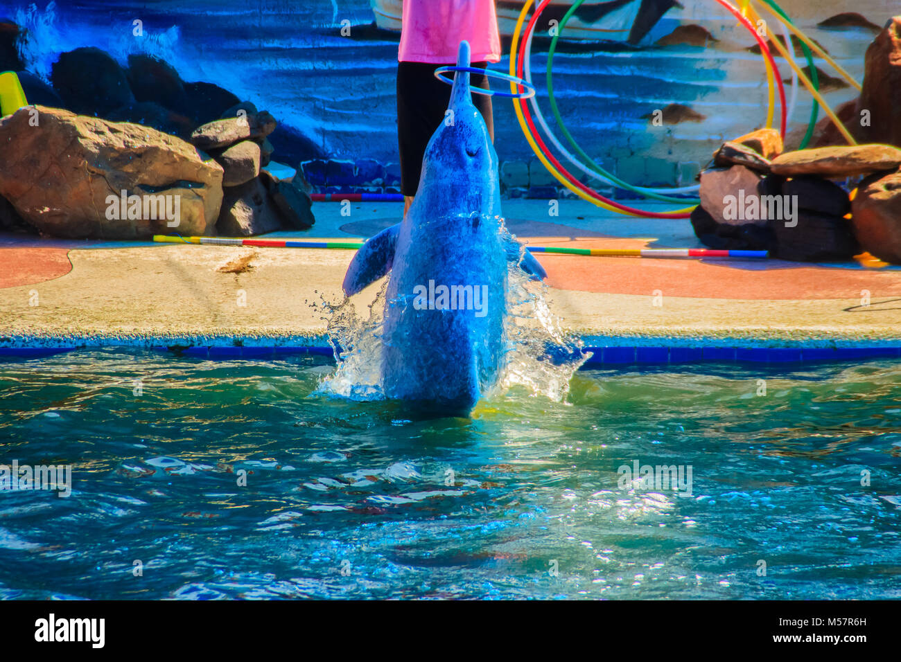 Chanthaburi, Thailand - May 5, 2015: Trainer is teaching dolphin to ...