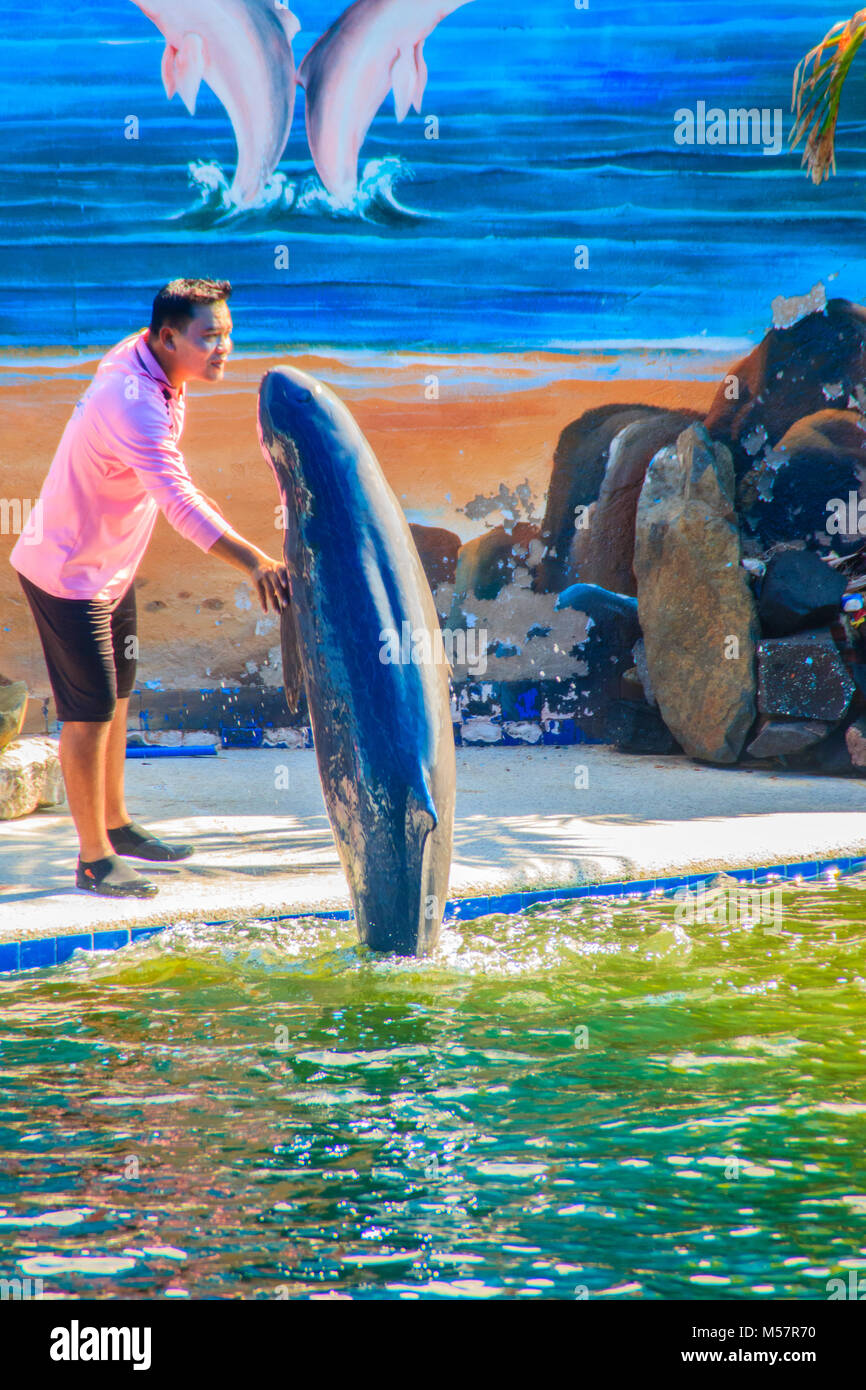 Chanthaburi, Thailand - May 5, 2015: Trainer is teaching dolphin to ...