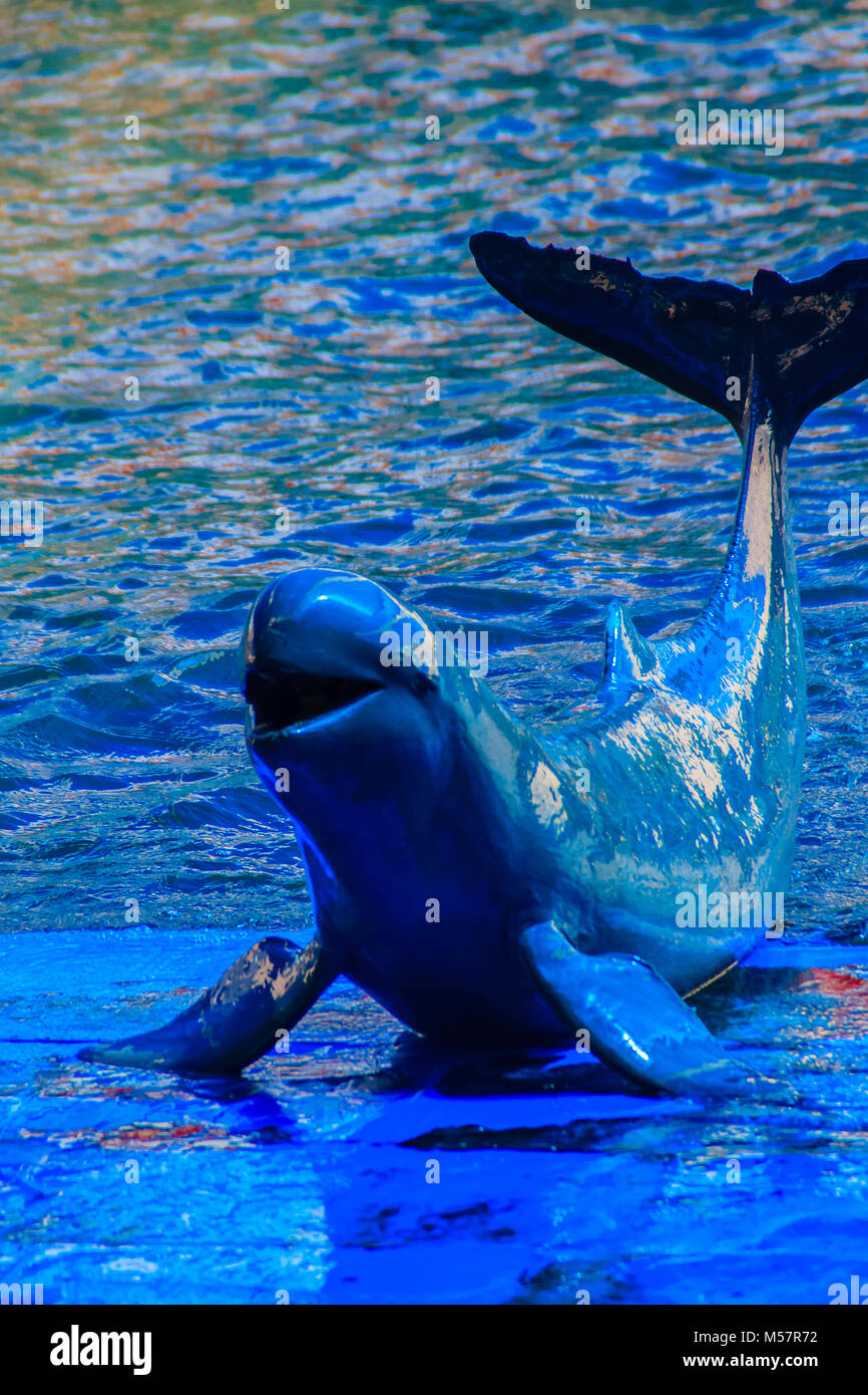 Irrawaddy Dolphin