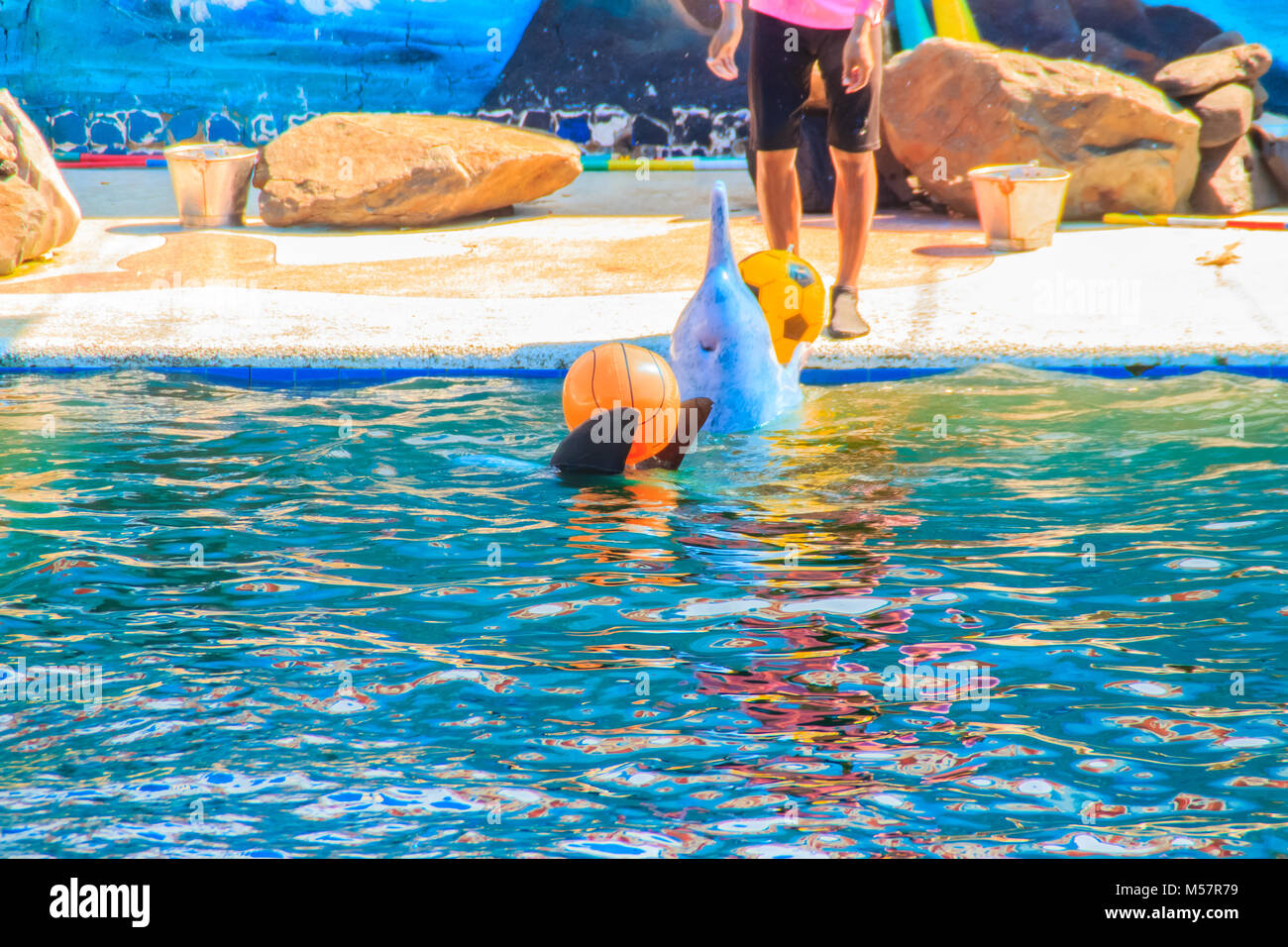 Cute dolphin is playing ball and dancing shows in the swimming pool ...