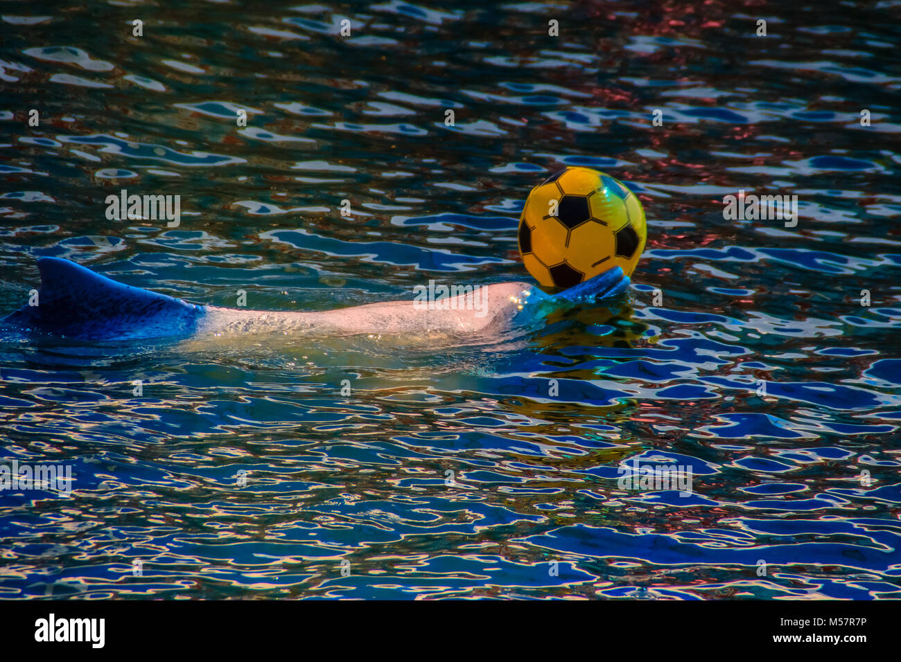 Cute dolphin is playing ball and dancing shows in the swimming pool ...
