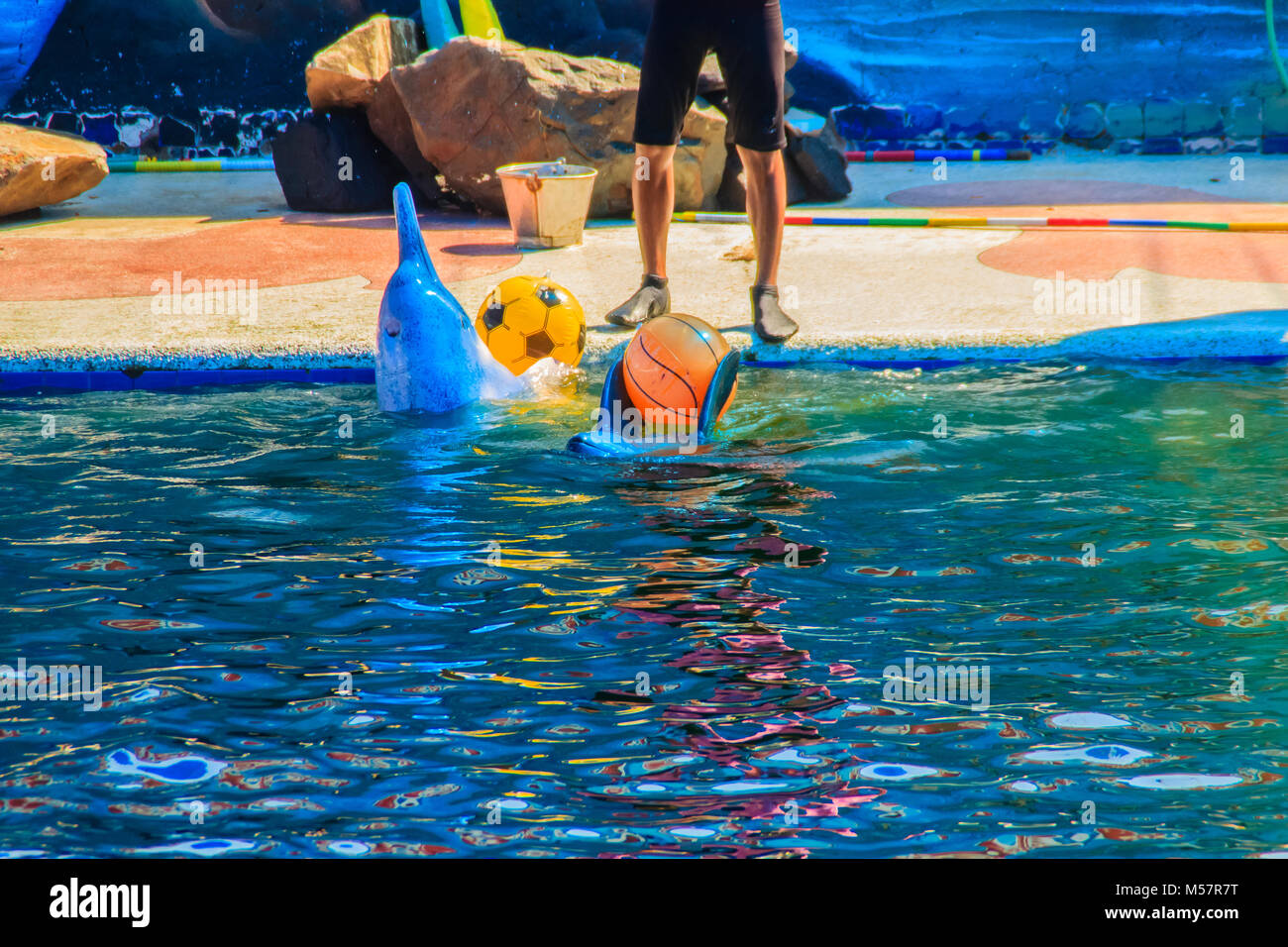 Cute dolphin is playing ball and dancing shows in the swimming pool ...