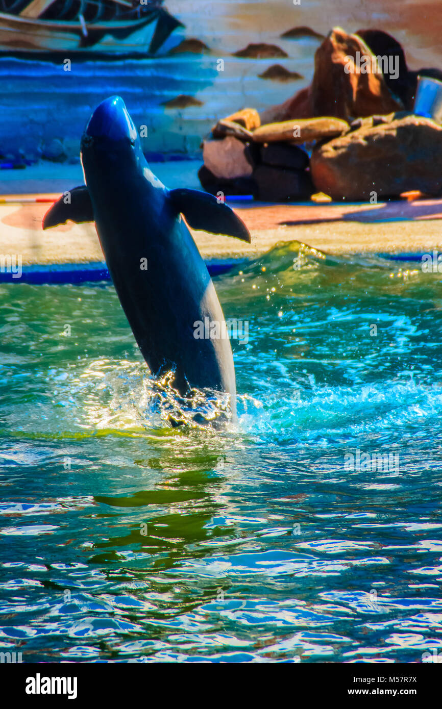 Cute Irrawaddy dolphin (Orcaella brevirostris) is floating in the water ...