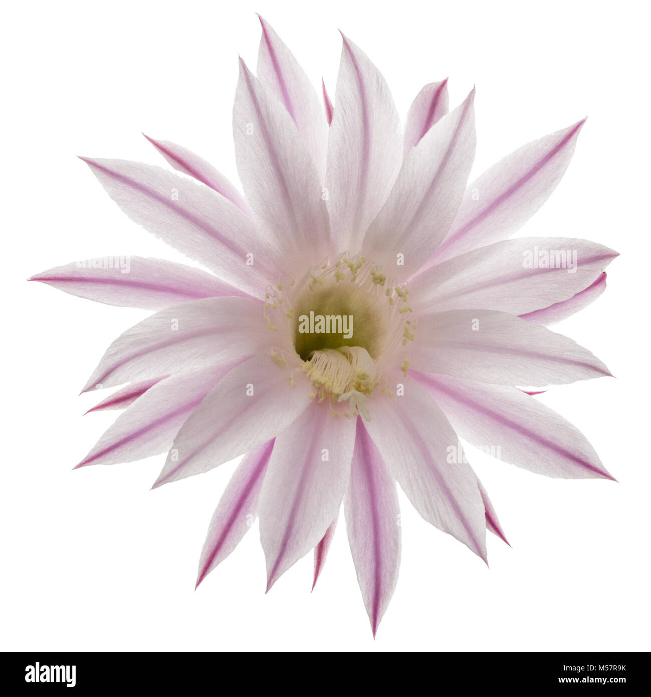 Beautiful soft pink cactus flower, isolated on white background Stock ...