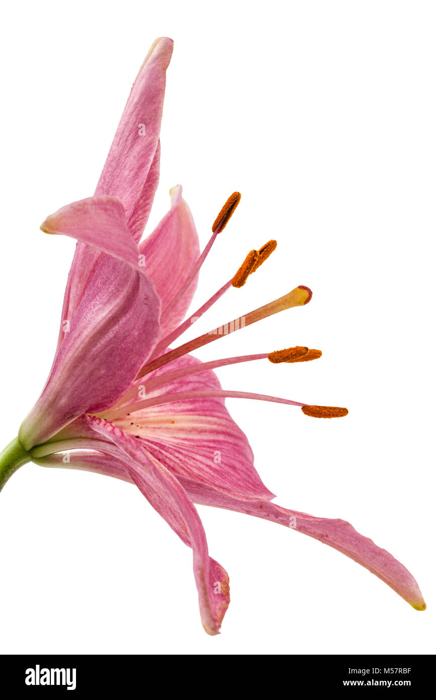 Flower of a pink lily, isolated on white background Stock Photo - Alamy