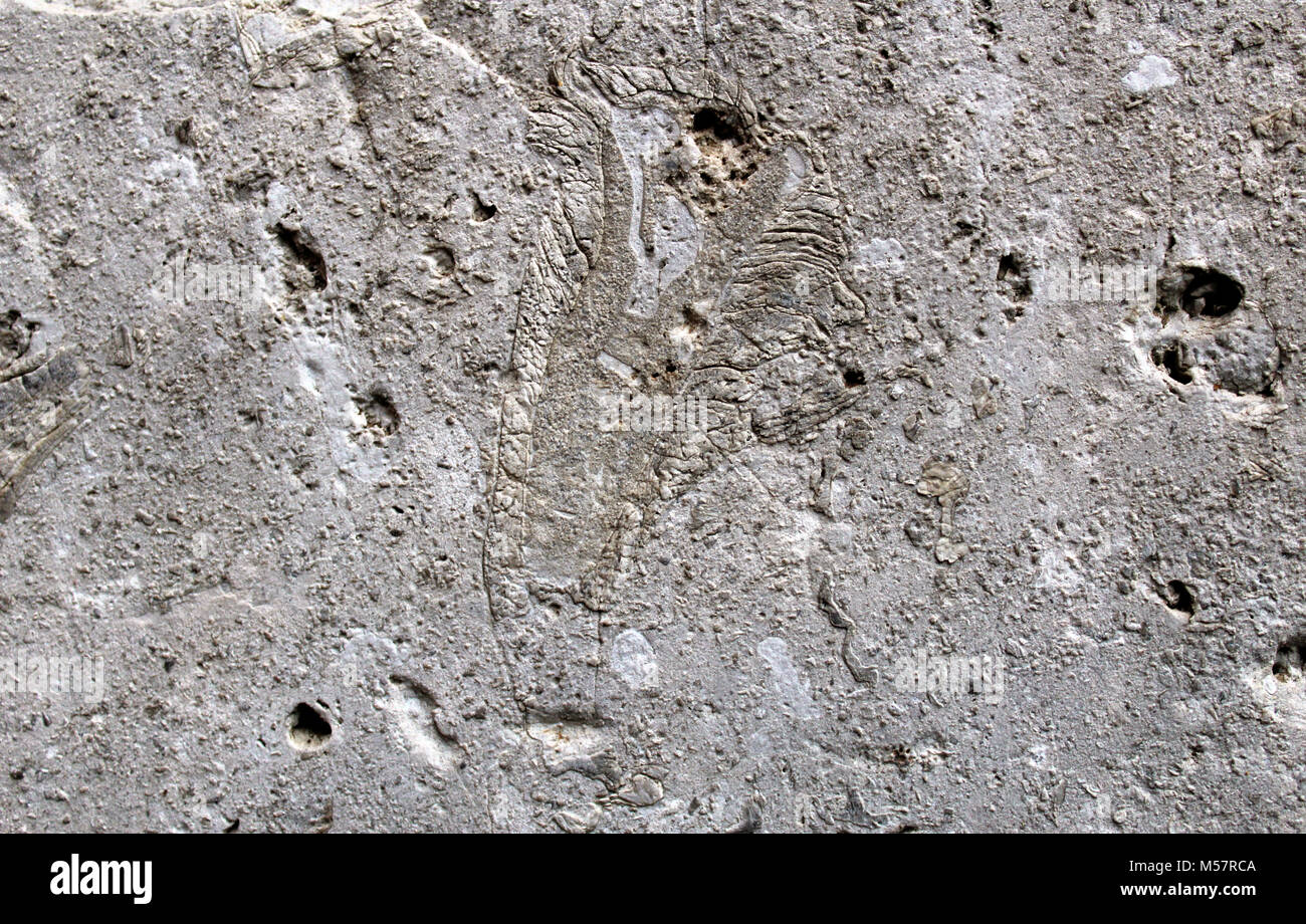 Fossil in section hi-res stock photography and images - Alamy
