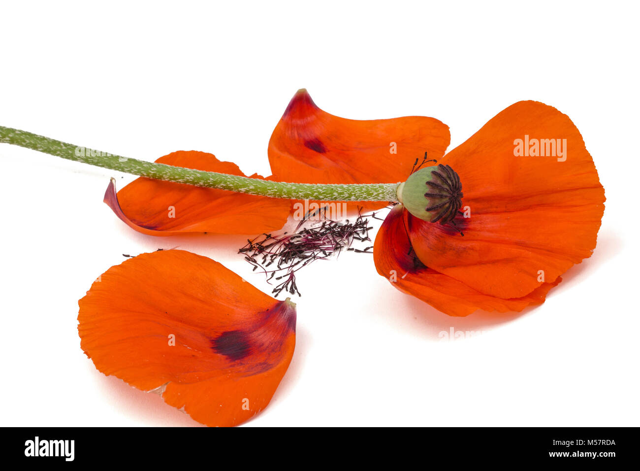 Falling Poppy Petals