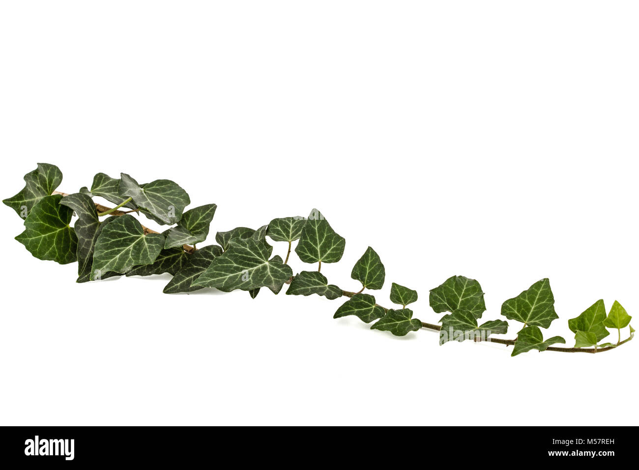 Green Ivy branch, isolated on white background Stock Photo - Alamy