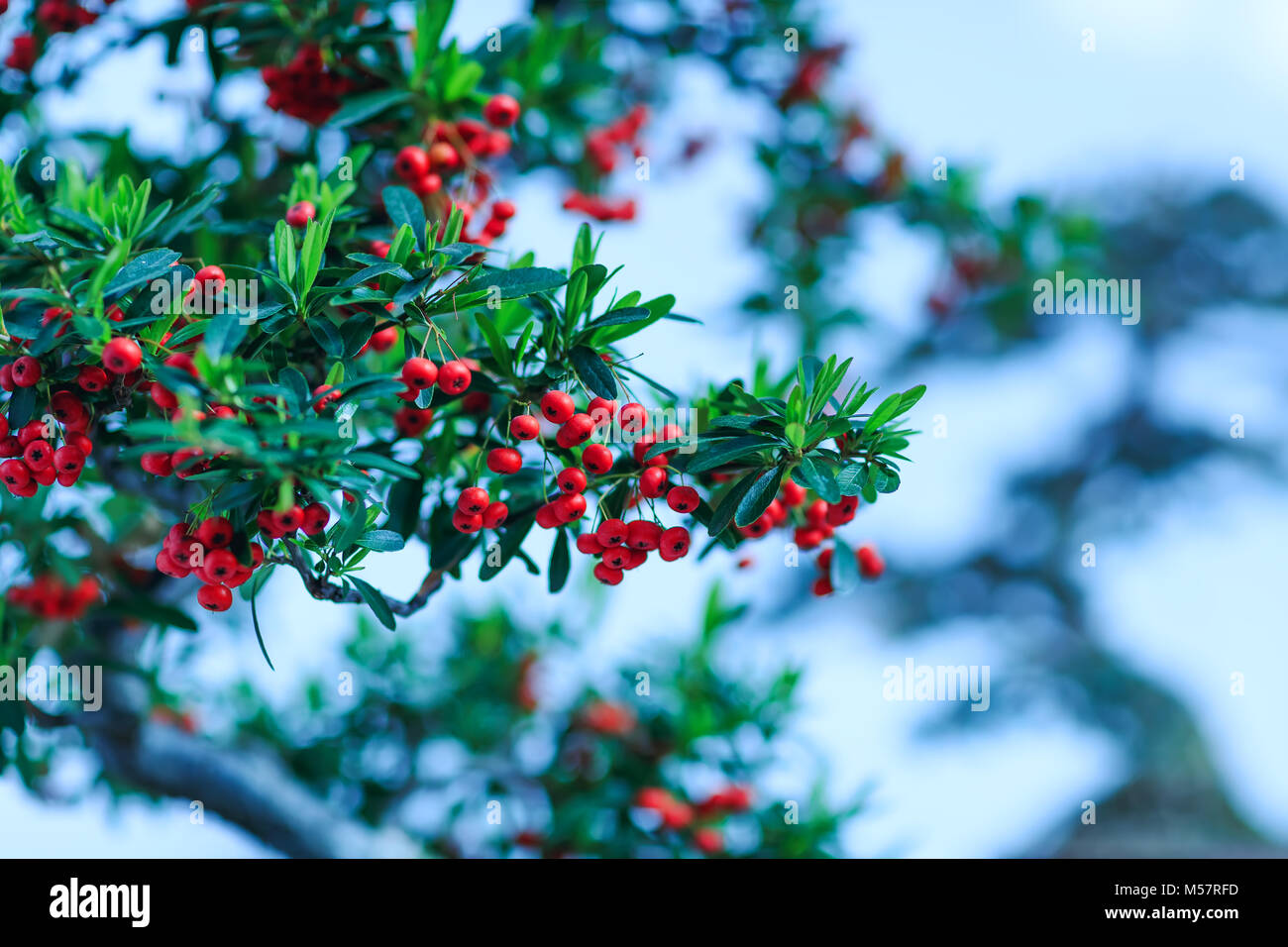 Beautiful red pyracantha coccinea in the garden. Red seeds of ...