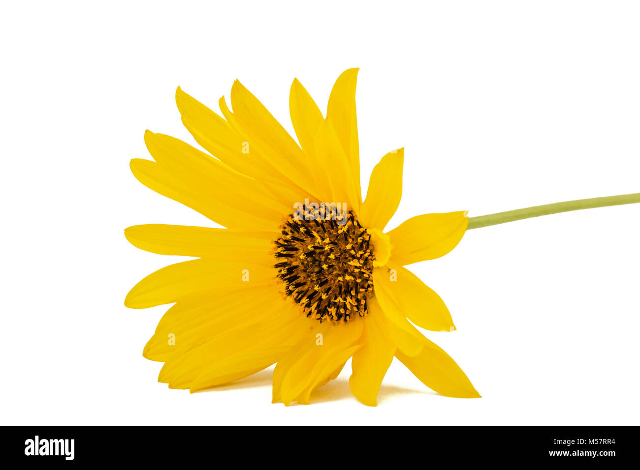 One yellow flower, isolated on white background Stock Photo - Alamy