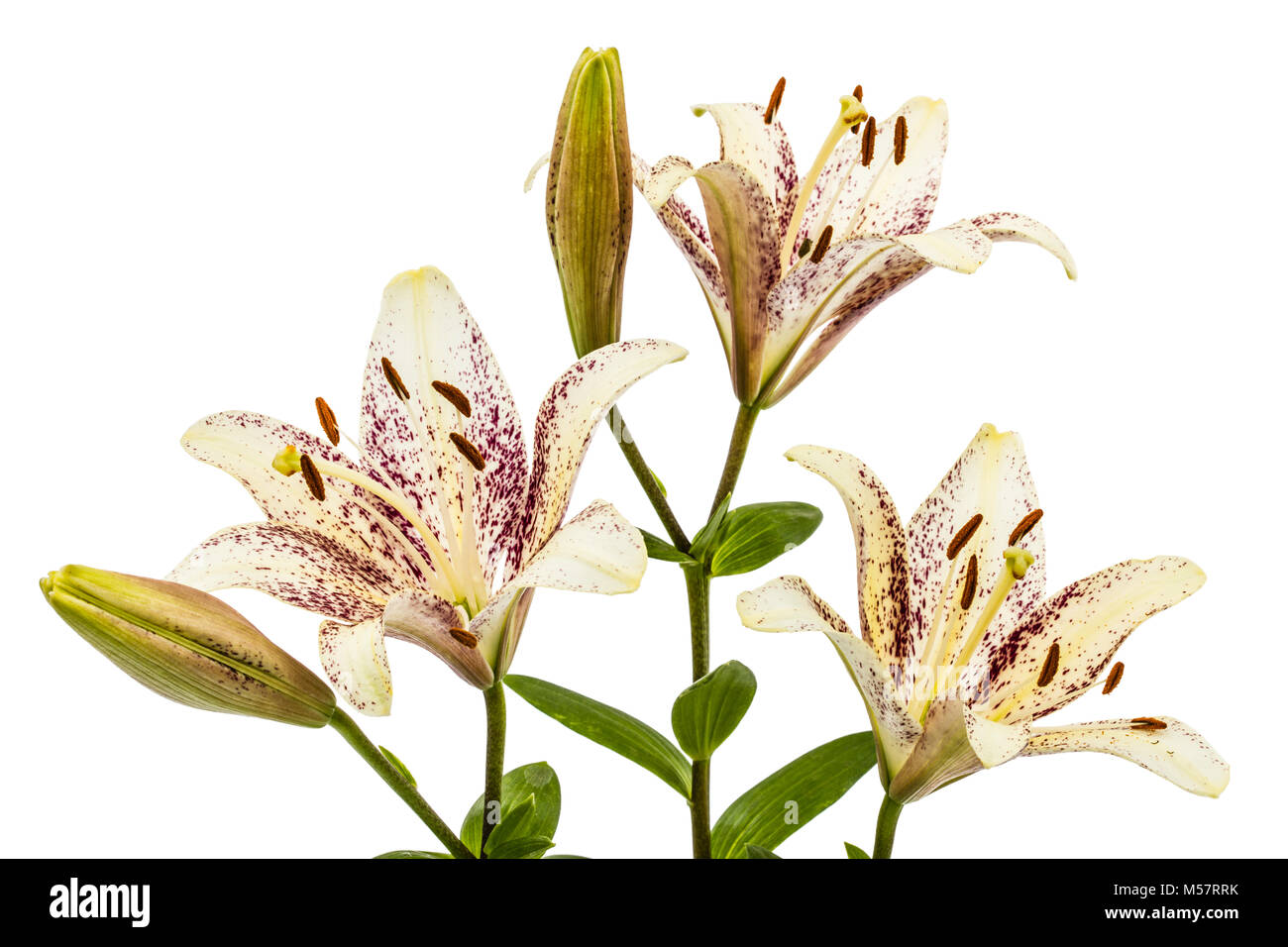 Flowers of asian lily, isolated on white background Stock Photo - Alamy
