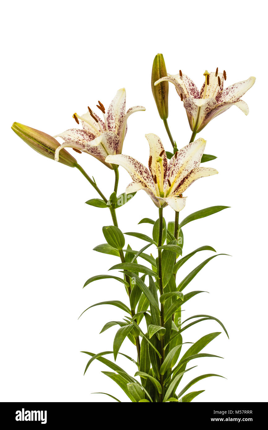 Flowers of asian lily, isolated on white background Stock Photo - Alamy