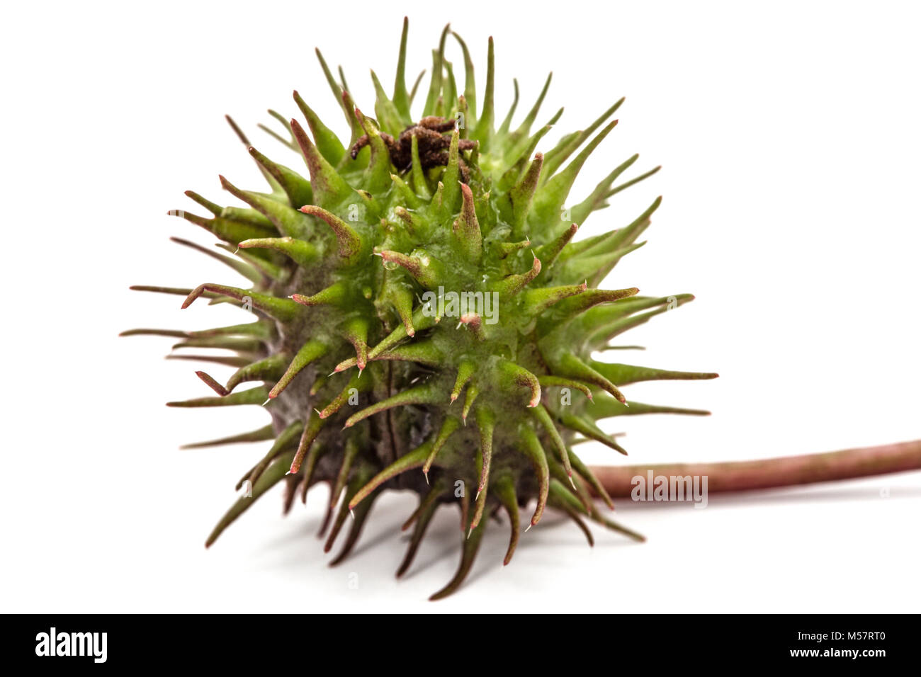 Fruit of ricinus communis close-up. isolated on white background Stock ...