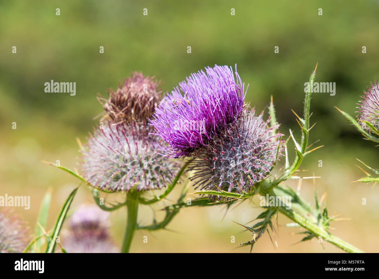 Pink milk thistle flower in bloom in summertime Stock Photo - Alamy