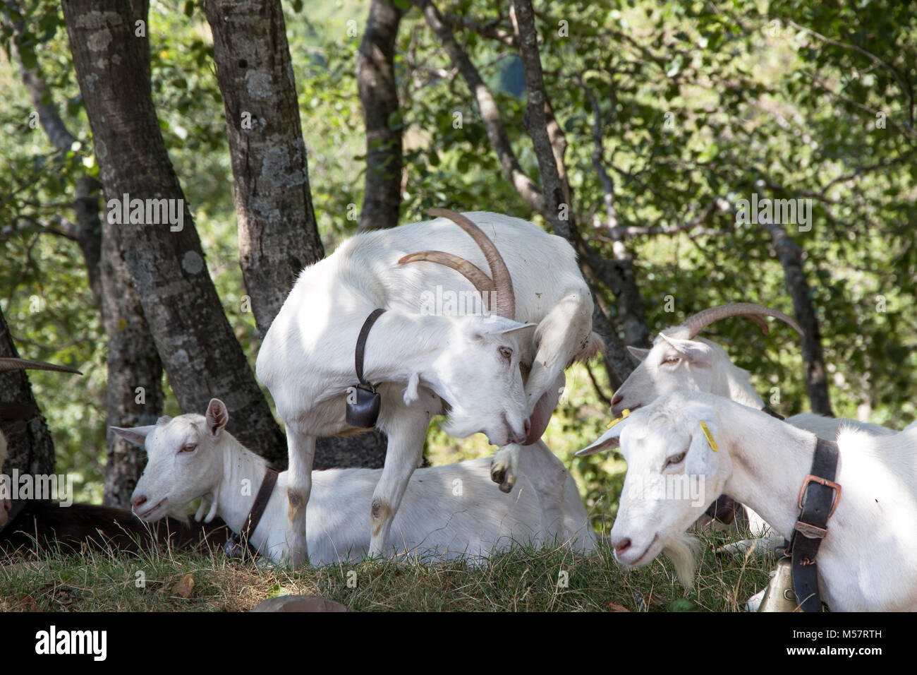 Group of white goats Stock Photo - Alamy