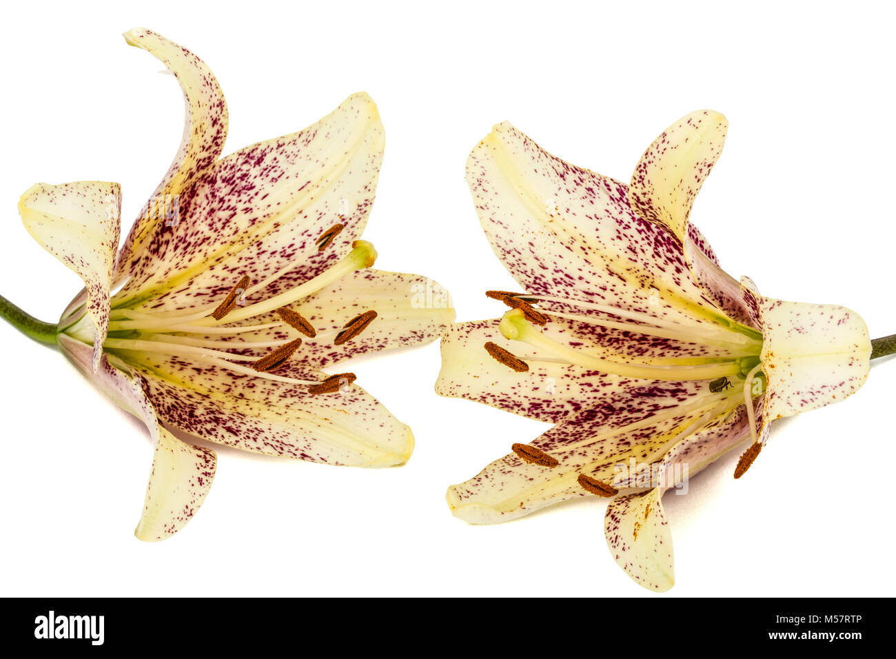 Flowers of asian lily, isolated on white background Stock Photo - Alamy