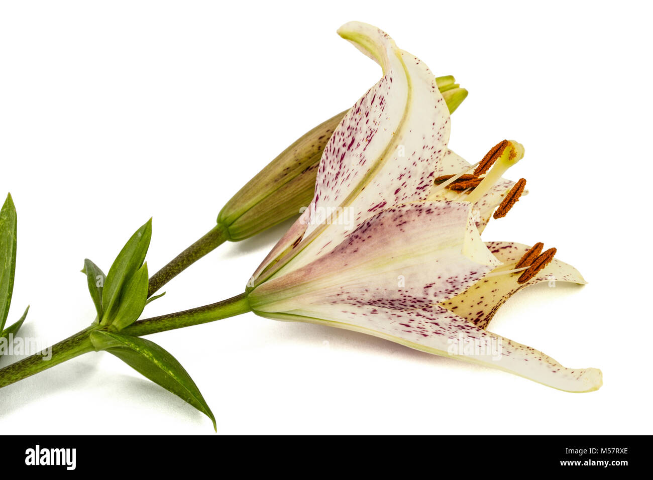 Flower of asian lily, isolated on white background Stock Photo - Alamy