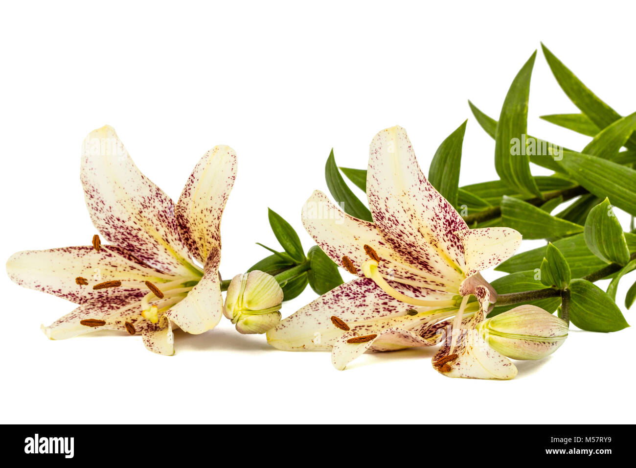 Flowers of asian lily, isolated on white background Stock Photo - Alamy