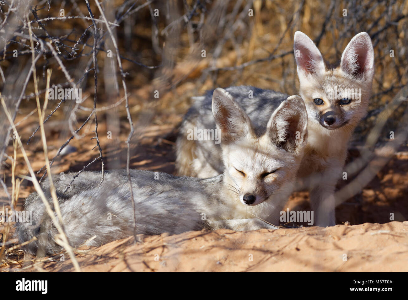 Silver fox vulpes vulpes lying hi-res stock photography and images - Alamy