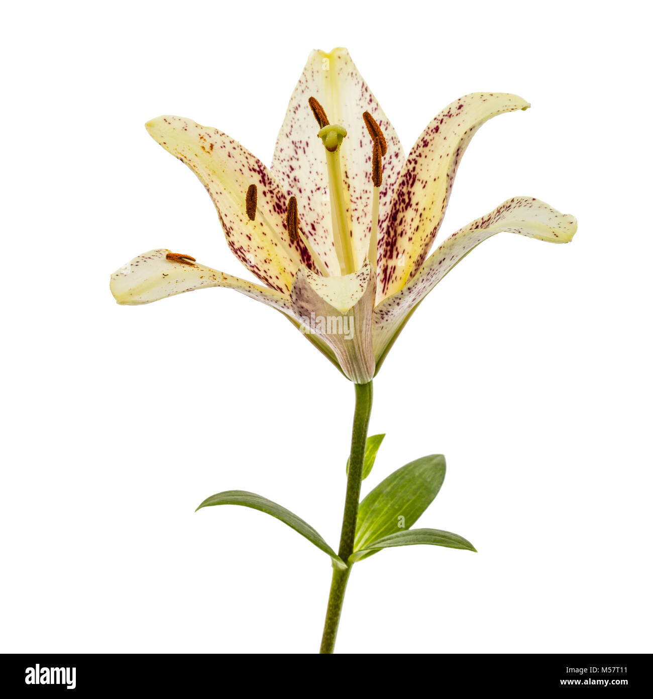 Flower of asian lily, isolated on white background Stock Photo - Alamy