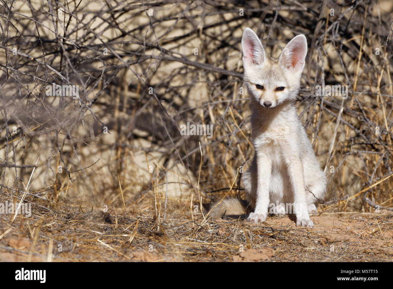 Cape fox (Vulpes chama), young male, sitting at the lair early in the ...