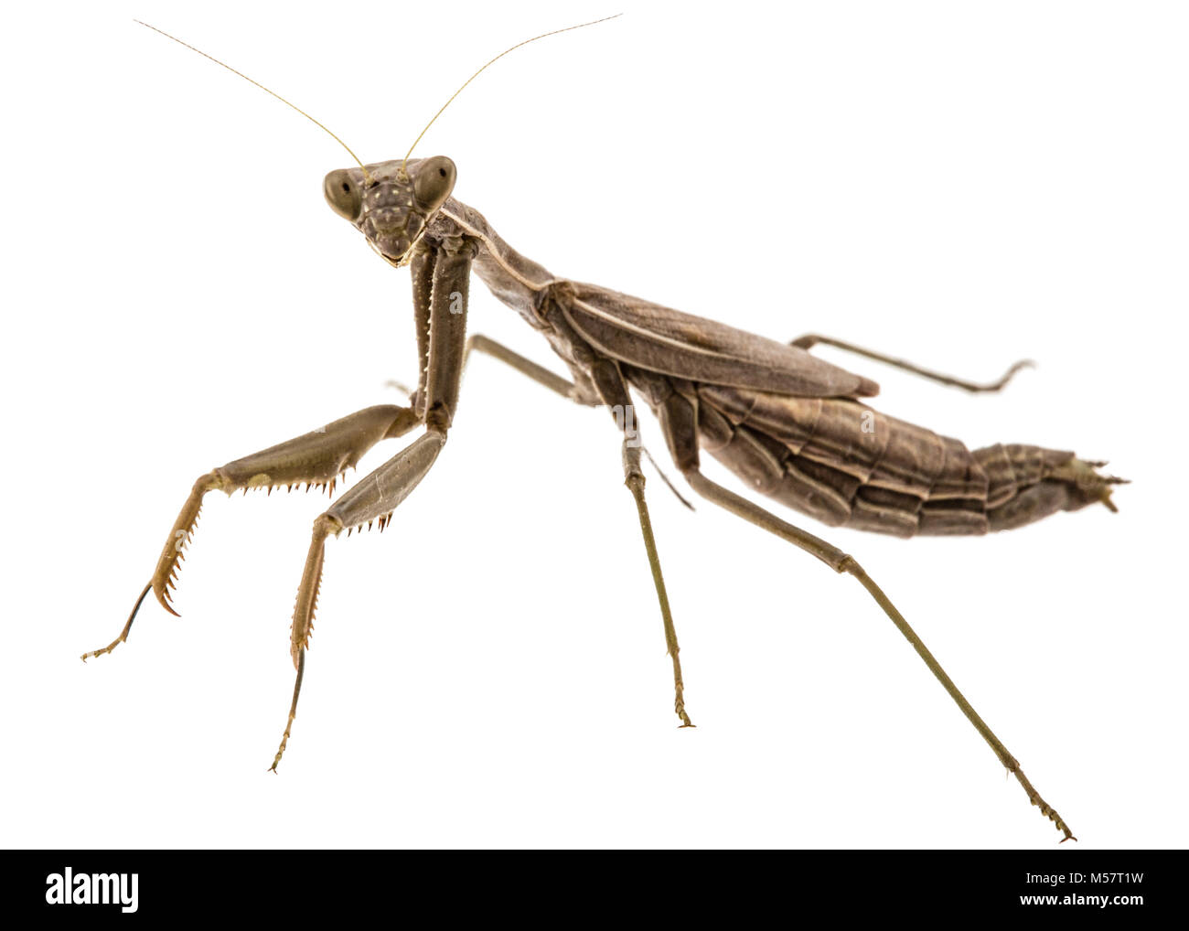 Mantis ordinary or mantis religious, isolated on white background Stock ...