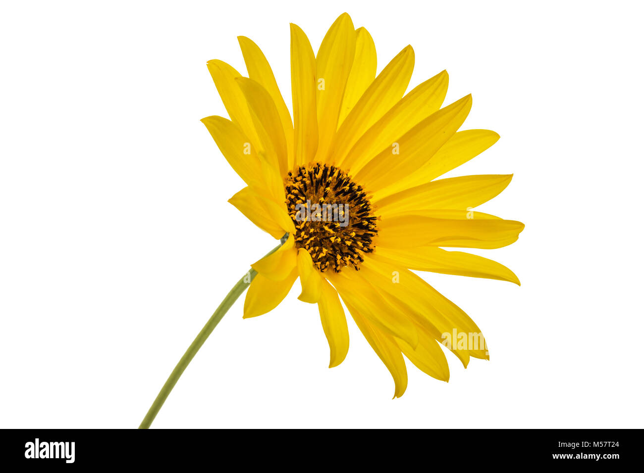 One yellow flower, isolated on white background Stock Photo - Alamy