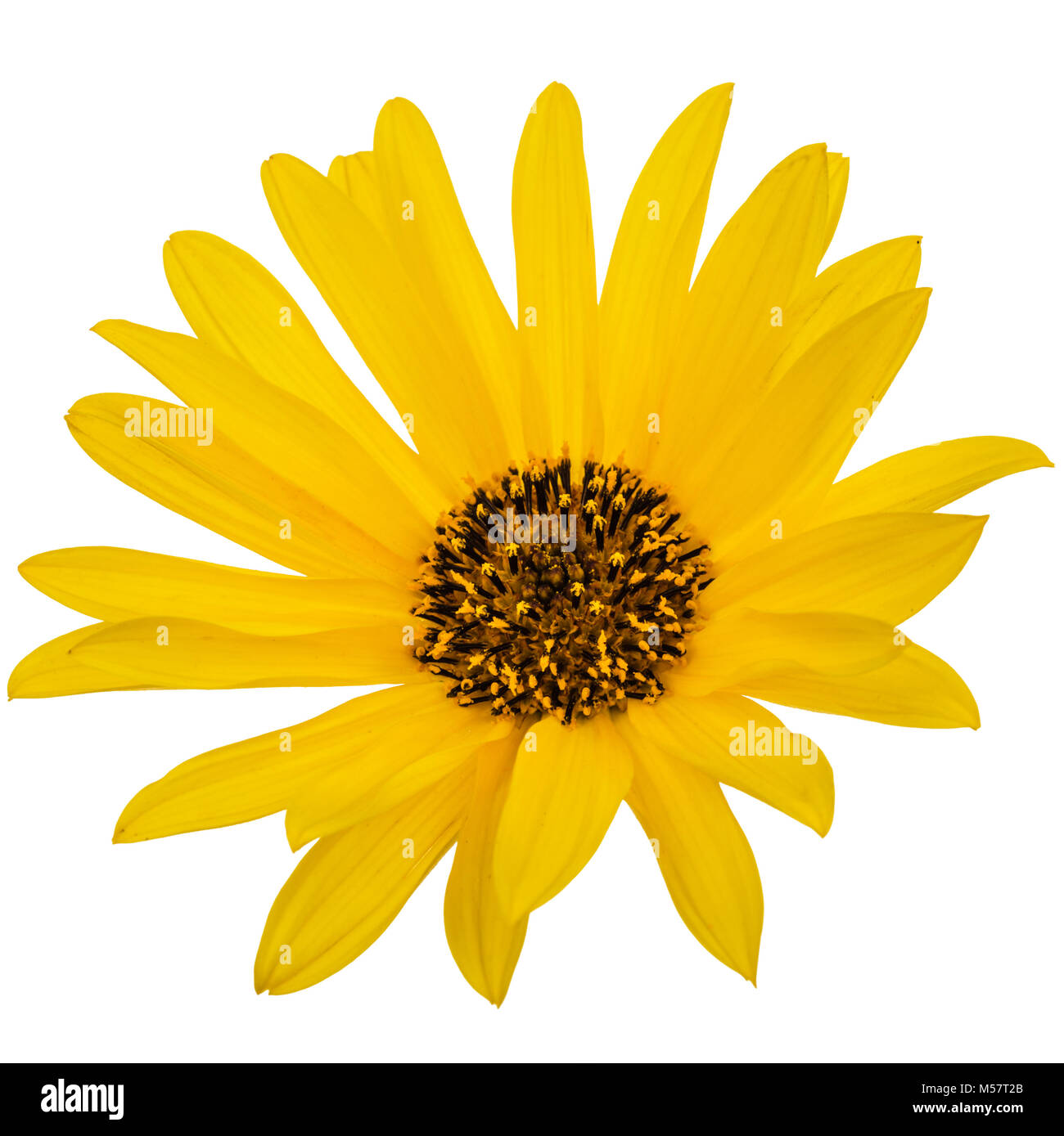 One yellow flower, isolated on white background Stock Photo - Alamy