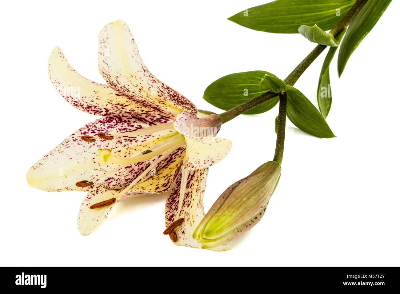 Flowers of asian lily, isolated on white background Stock Photo - Alamy