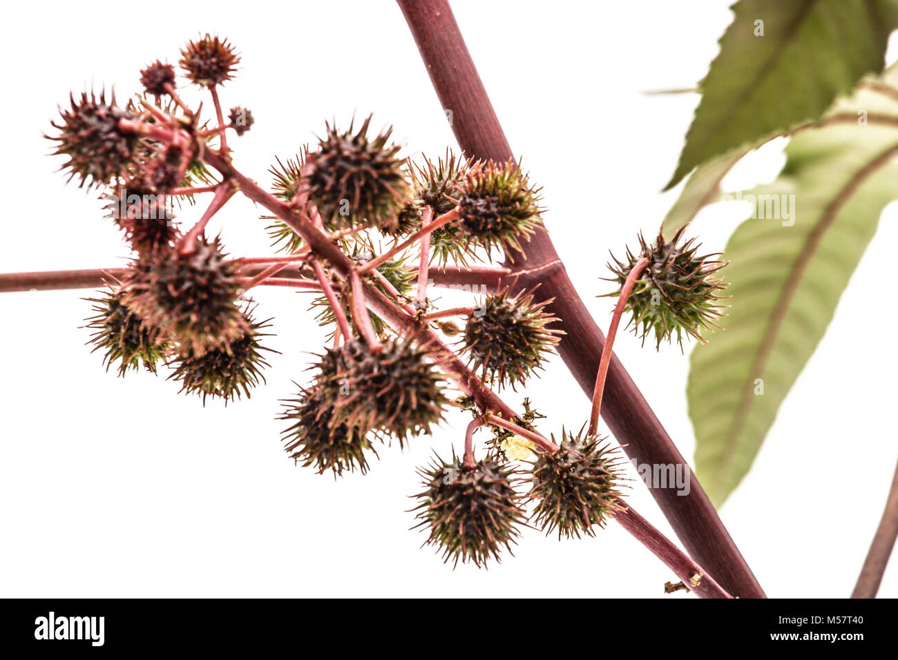 Ricino o ricinus ricinus communis hi-res stock photography and images ...
