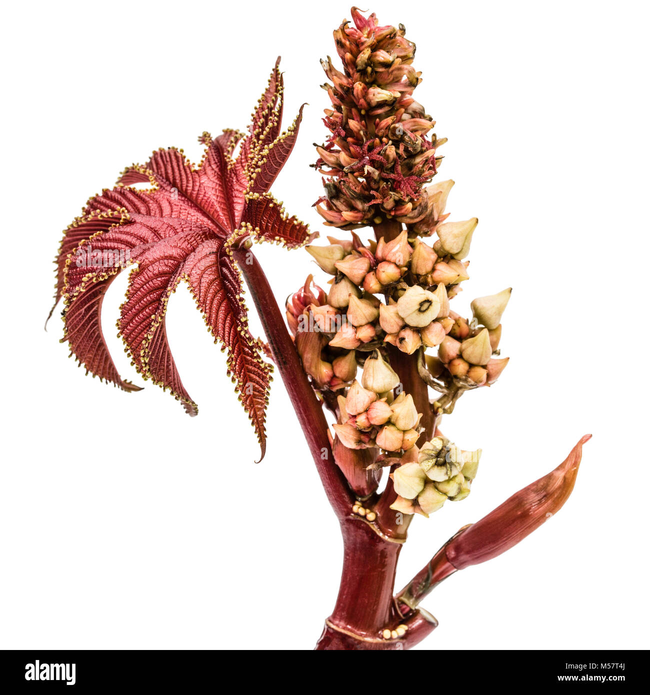 Young shoots of ricinus communis close-up. isolated on white background ...