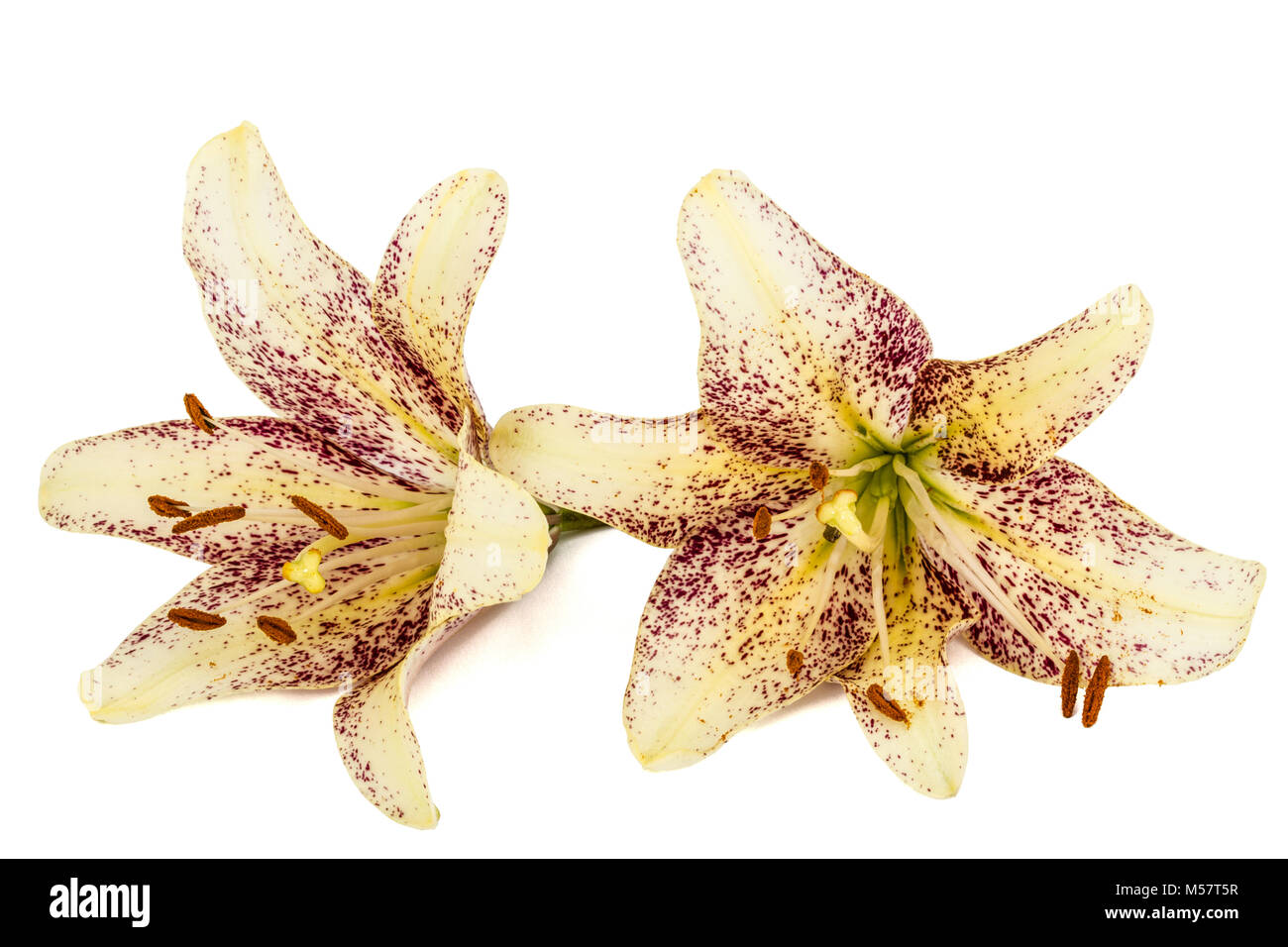 Flowers of asian lily, isolated on white background Stock Photo - Alamy