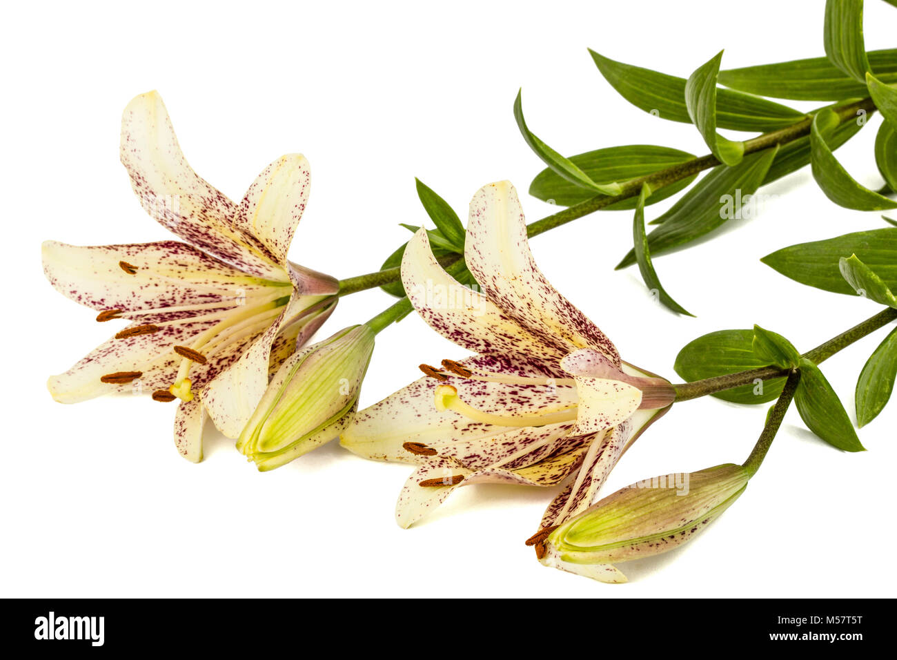 Flowers of asian lily, isolated on white background Stock Photo - Alamy