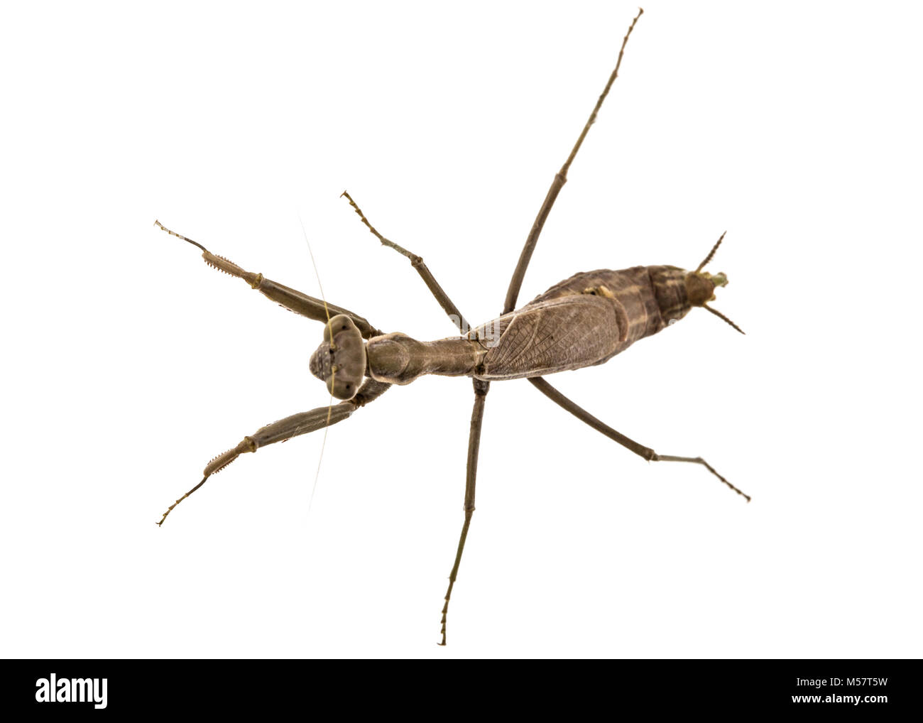 Mantis religiosa cannibalism hi-res stock photography and images - Alamy