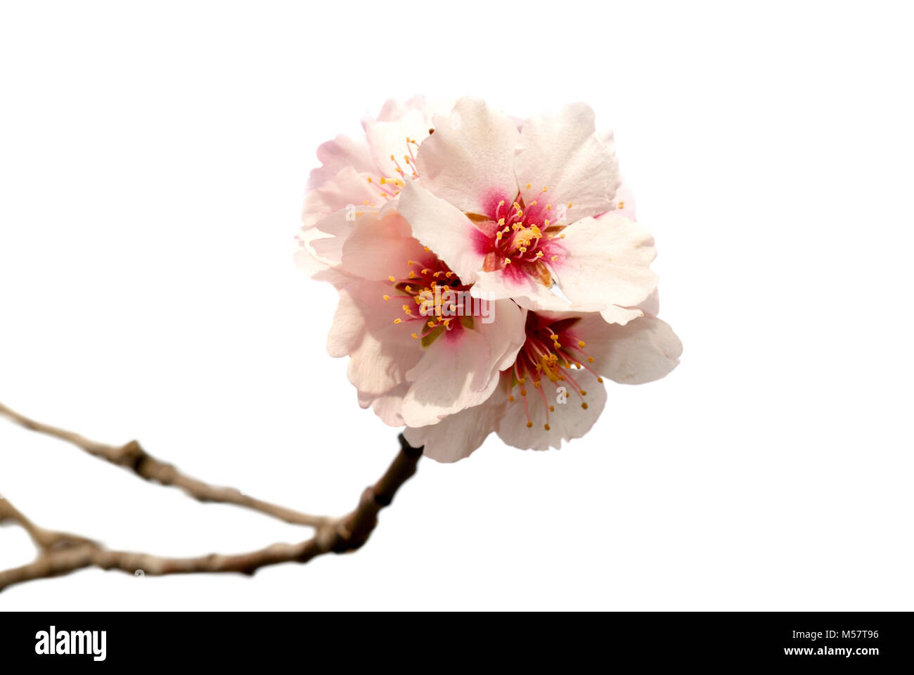 Japanese almond tree hi-res stock photography and images - Alamy