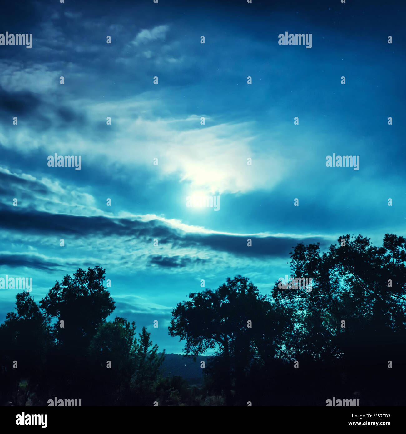 Full Moon night in the forest Stock Photo - Alamy