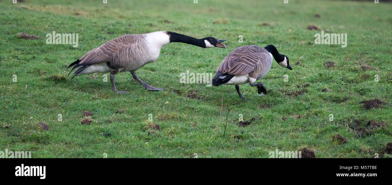 Angry Canada Goose High Resolution Stock Photography and Images - Alamy