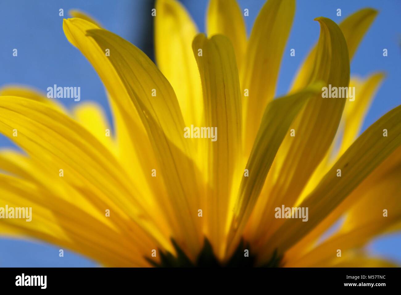 Beautiful shot wild yellow hi-res stock photography and images - Alamy