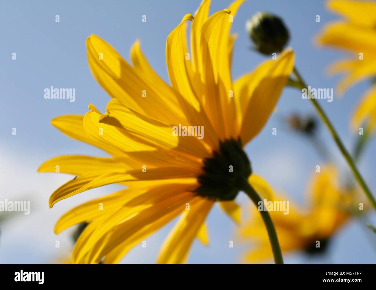 Yellow Flower, From Below Stock Photo - Alamy