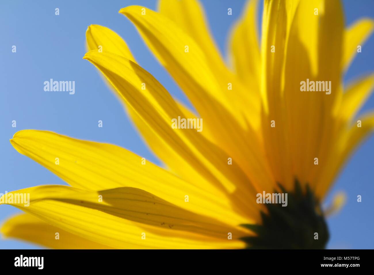 Yellow Flower, Close Up Stock Photo - Alamy