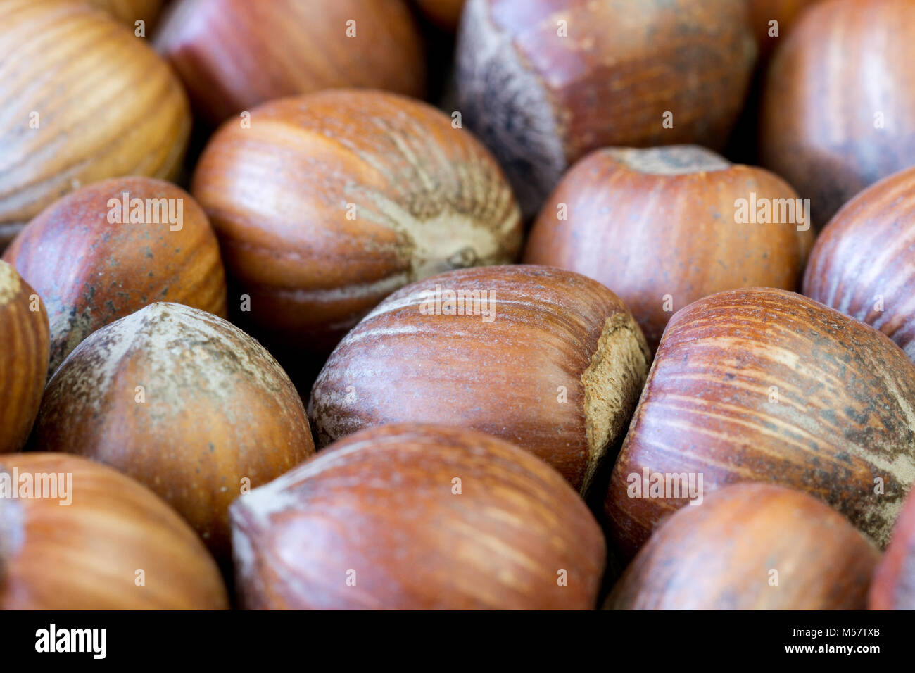 Hazelnut in shell hi-res stock photography and images - Alamy